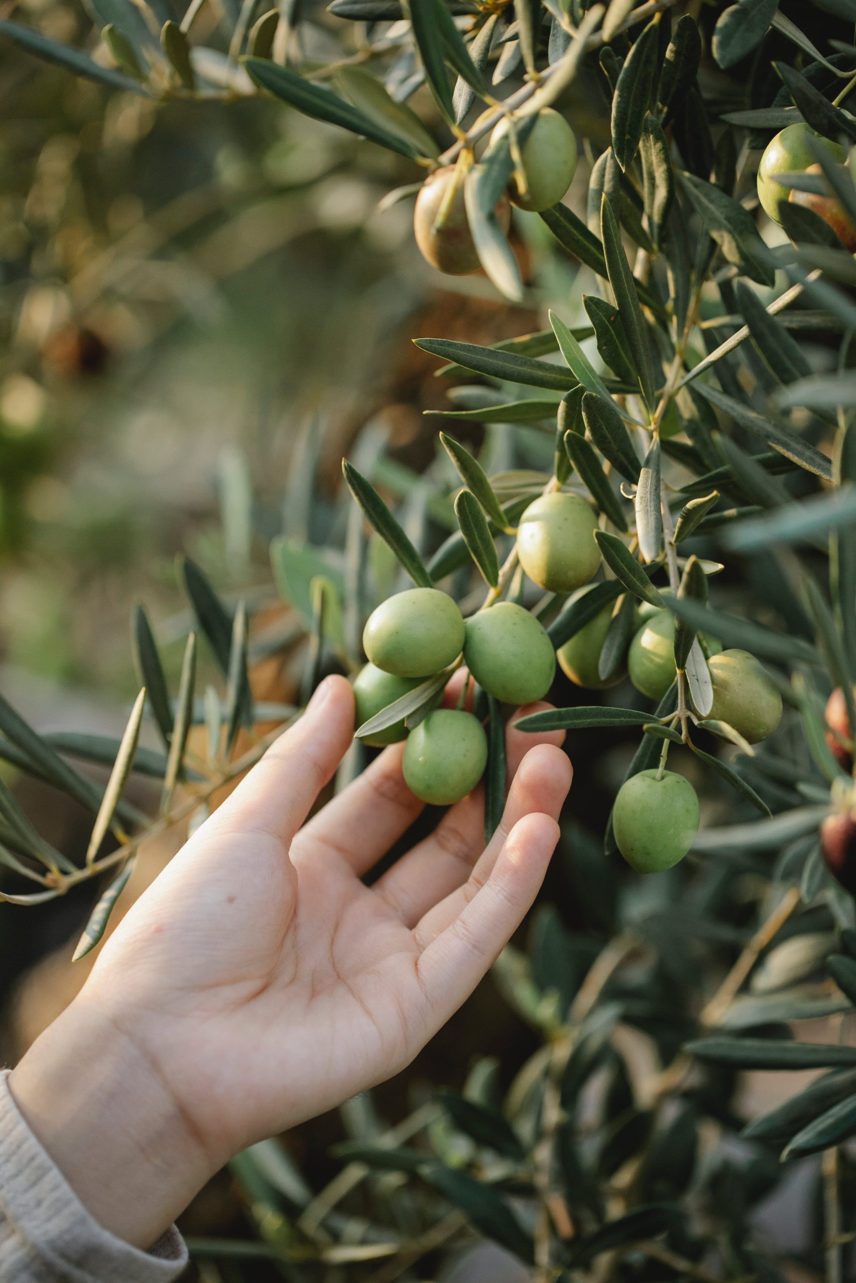Alder Green Solutions – Alder monetizes sustainable farming for carbon ...